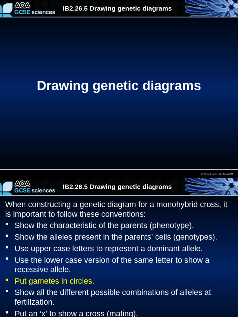 Drawing A Genetic Diagram Guide | PDF