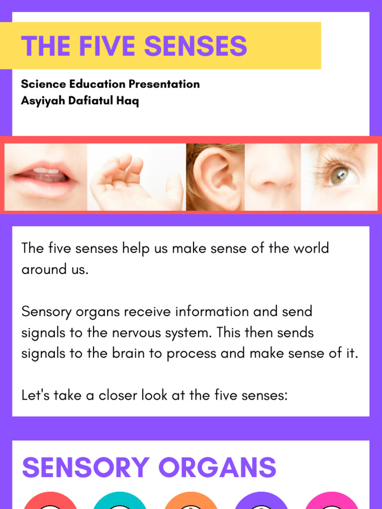 The Five Senses Science Education Presentation | PDF