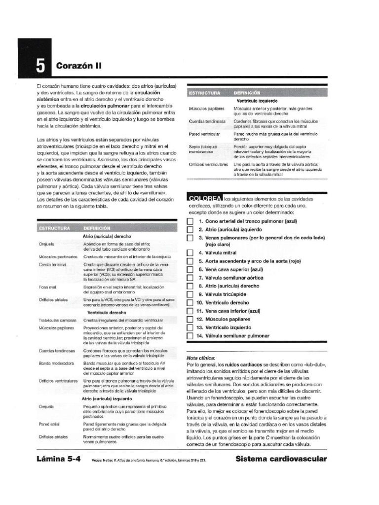 Corazón - Netter-Cuaderno-de-Anatomia-Para-Colorear | PDF