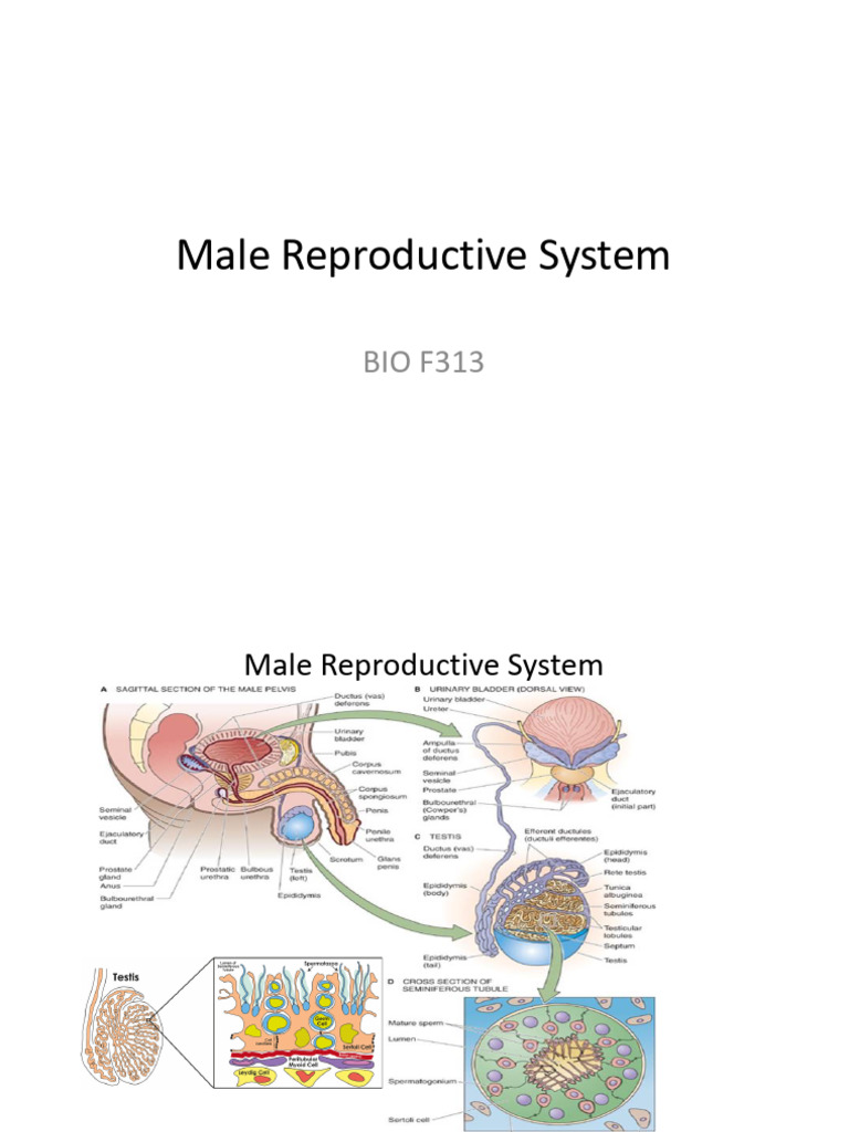 Reproductive System | PDF