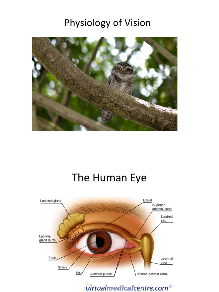 Physiology of Vision | PDF