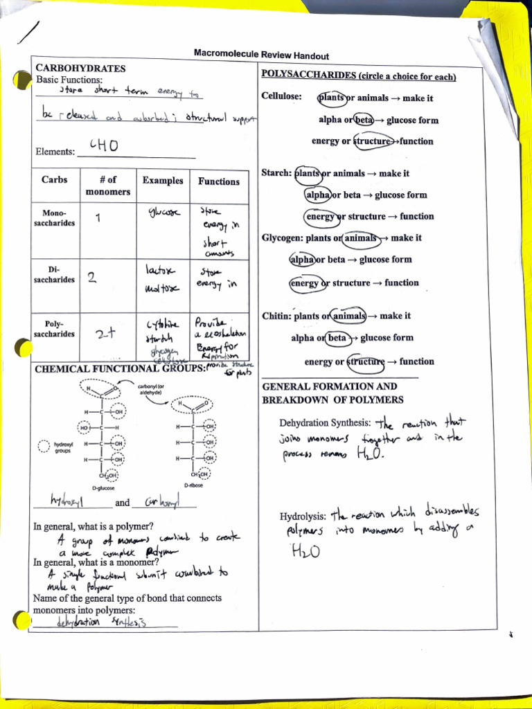Macromolecules Review | PDF | Carbohydrates | Polysaccharide