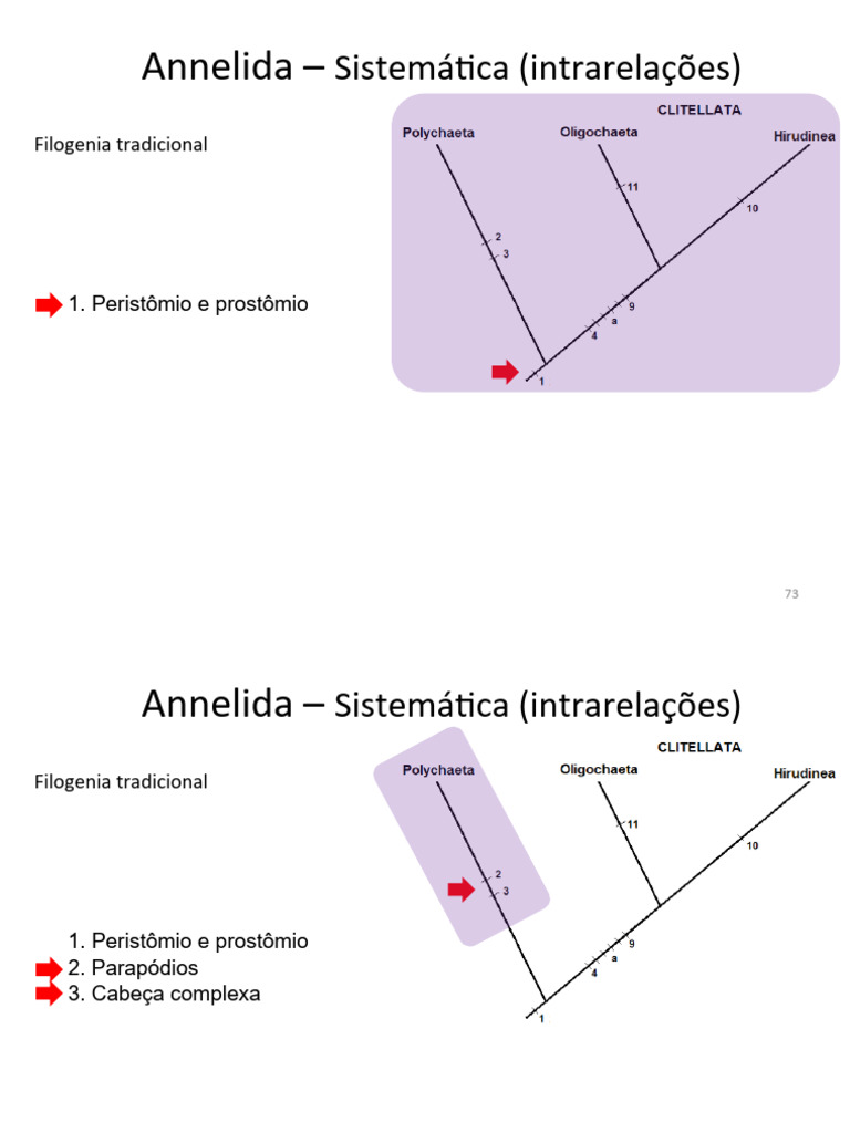 slides Filo Annelida - resumo sistematico | PDF