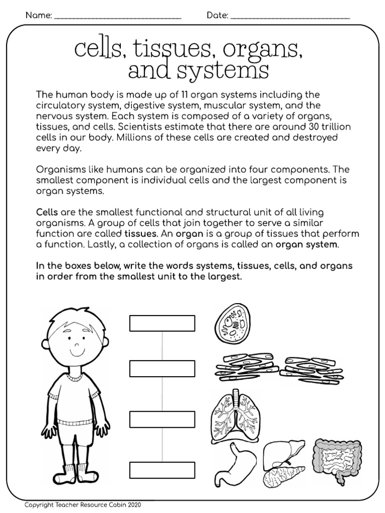 Organ Systems | PDF