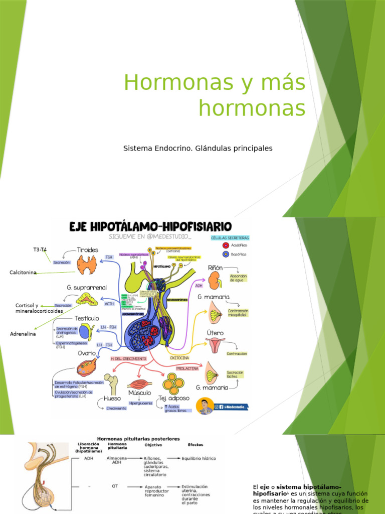 Hormonas y Más Hormonas | PDF | Hormona | Glucocorticoides
