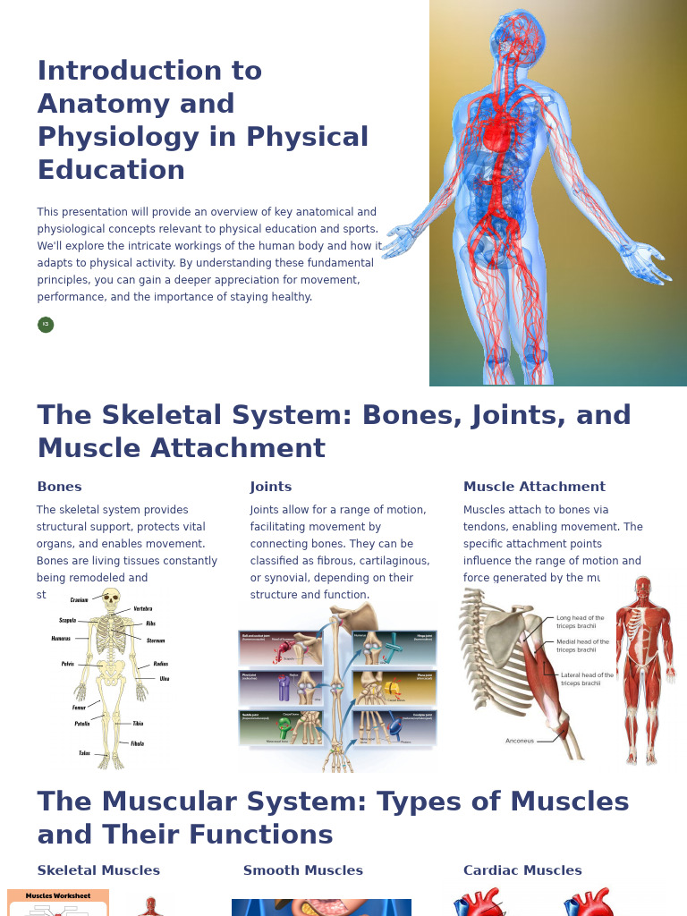 Anatomy Notes for Physical Education | PDF | Muscle | Human Body