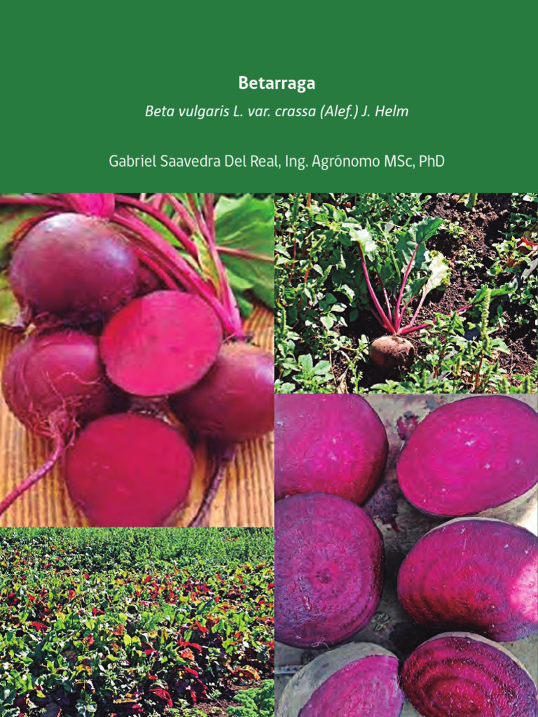 Cultivo y características de la betarraga | PDF | Hoja