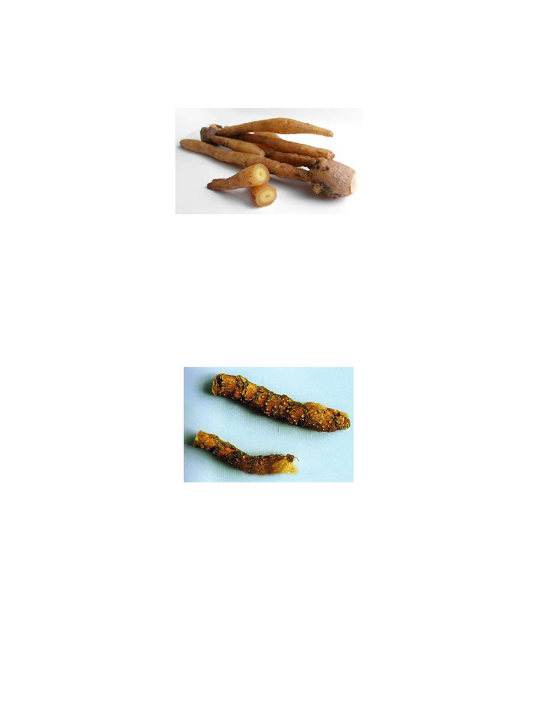 Simplisia Rhizoma | PDF