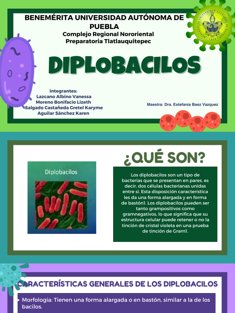 Características y funciones de diplobacilos | PDF | Meningitis | Las ...