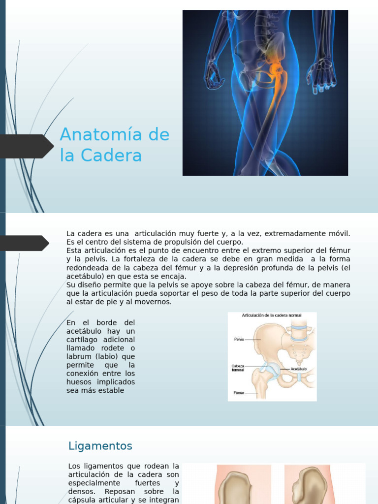 Anatomía de La Cadera | PDF | Pelvis | Anatomía humana