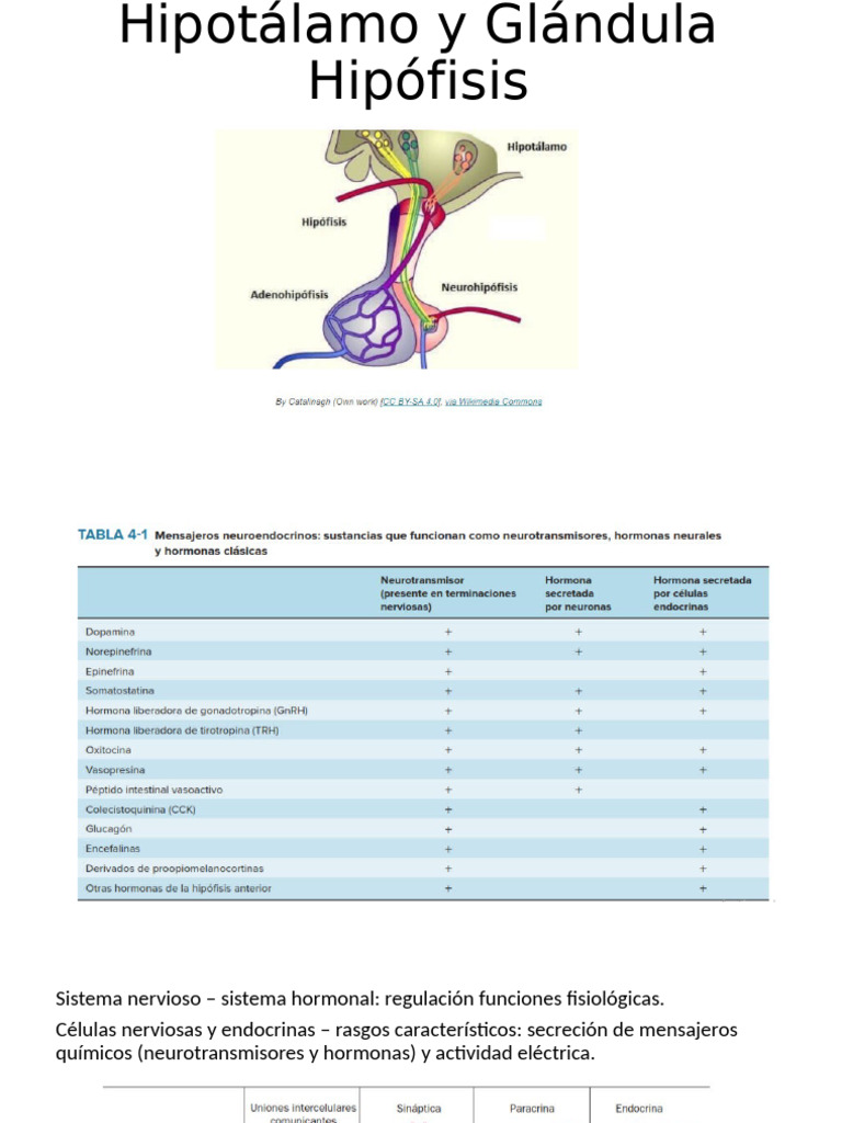 Clase 3 Hipotálamo y Glándula Hipófisis | PDF | Hormona luteinizante ...