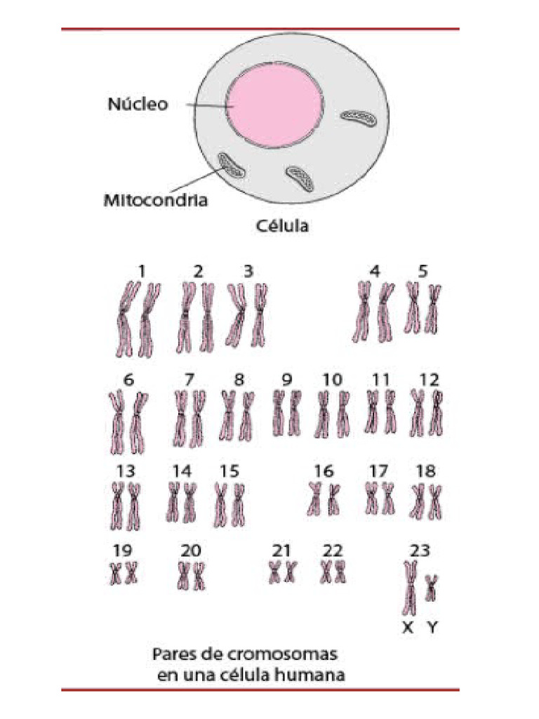 Cromosomas Humanos | PDF