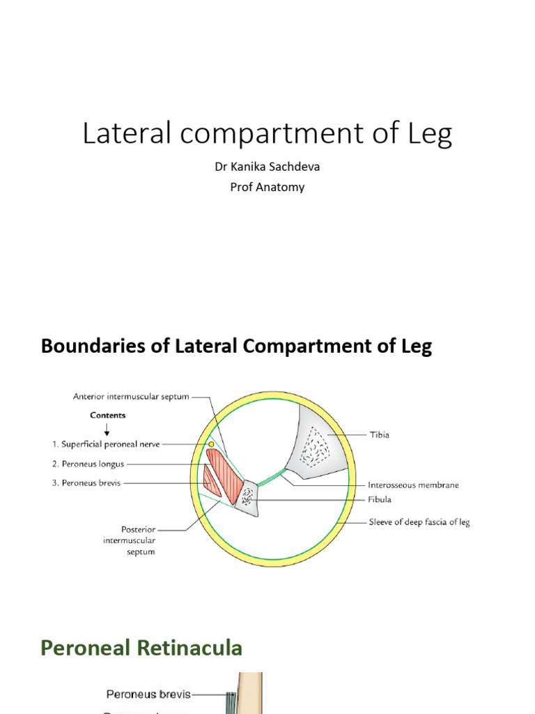 Dorsum of Foot, Lateral Compartment | PDF | Human Leg | Foot