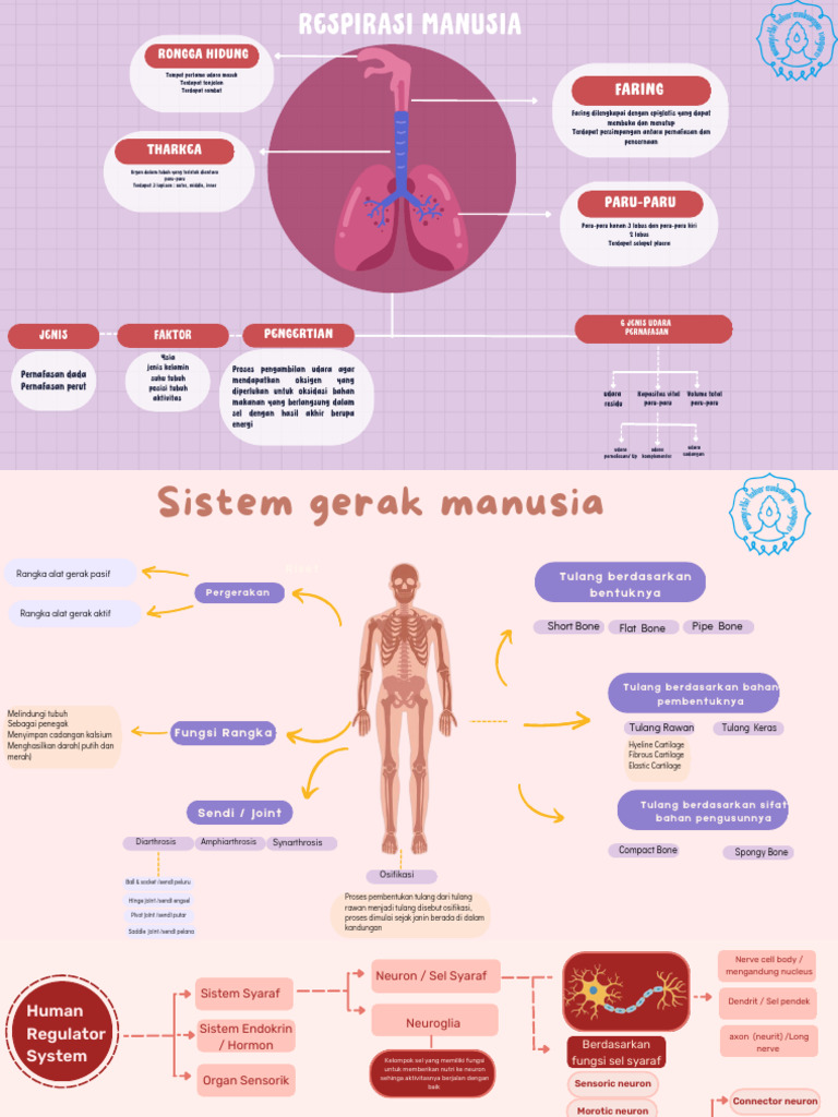 Sistem Organ Manusia dan Fungsinya | PDF