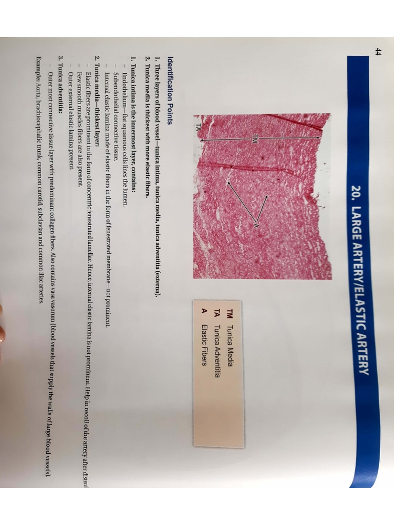 Histology Practical Manual | PDF