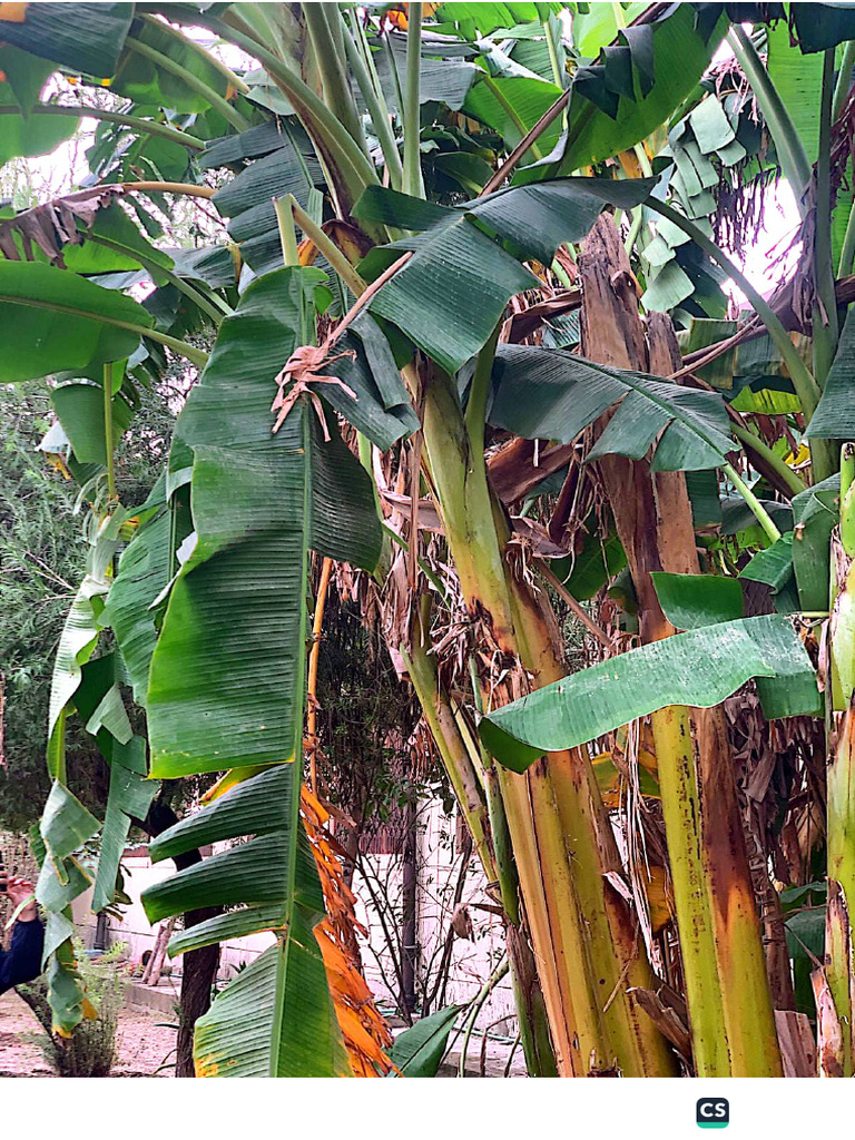 DOC-20241117-WA0000. | PDF