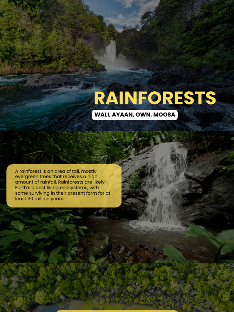 RAINFORESTS | PDF