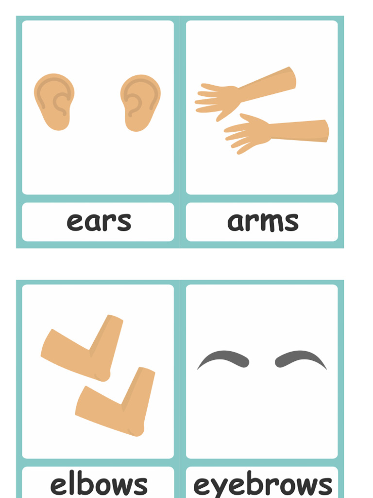 body parts flashcards | PDF