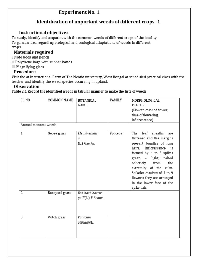 Weed Identification | PDF | Leaf | Flowers