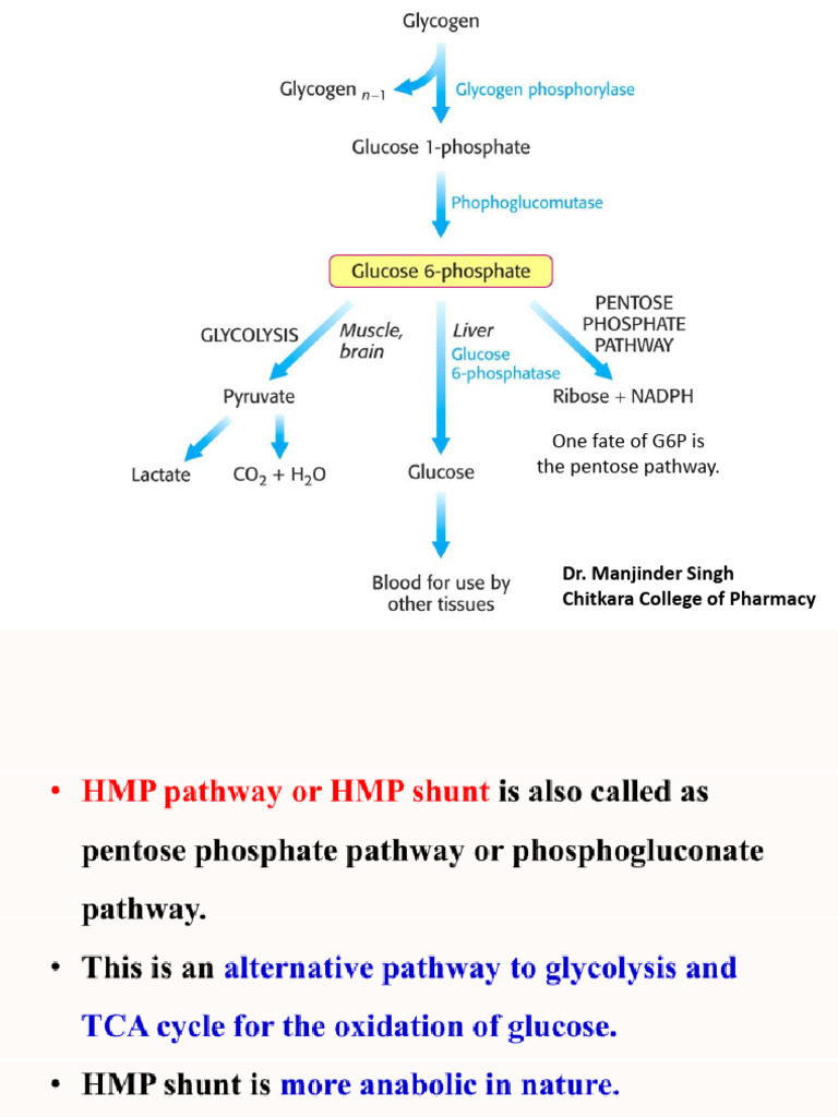 HMP Pathway | PDF