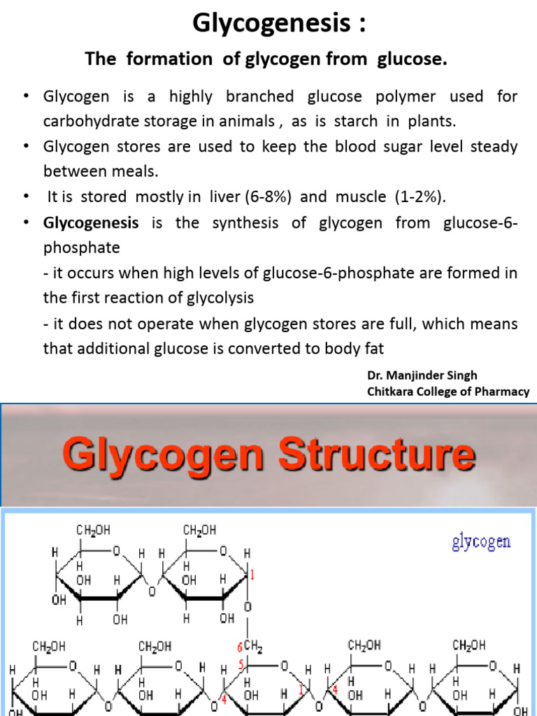 Glycogenesis | PDF | Glycogen | Glucose