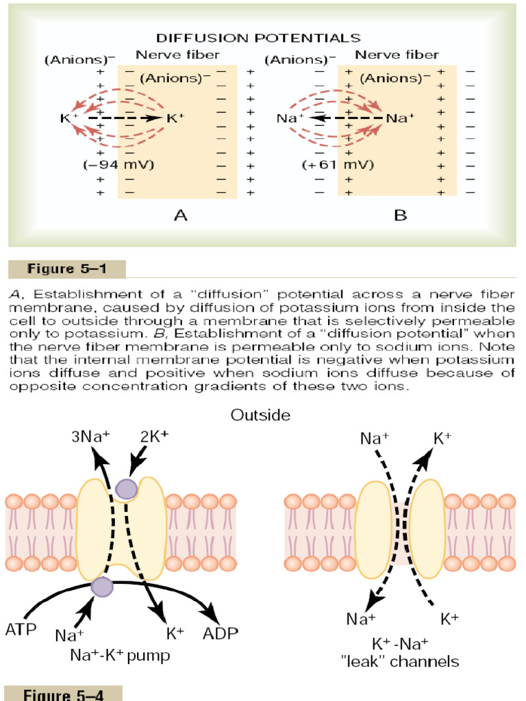 Membrane Potential B.S 5th Sem | PDF