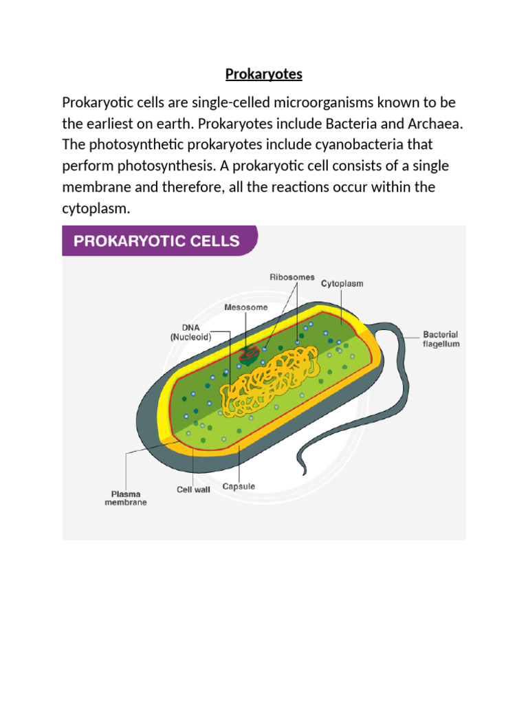 Prokaryotes | PDF