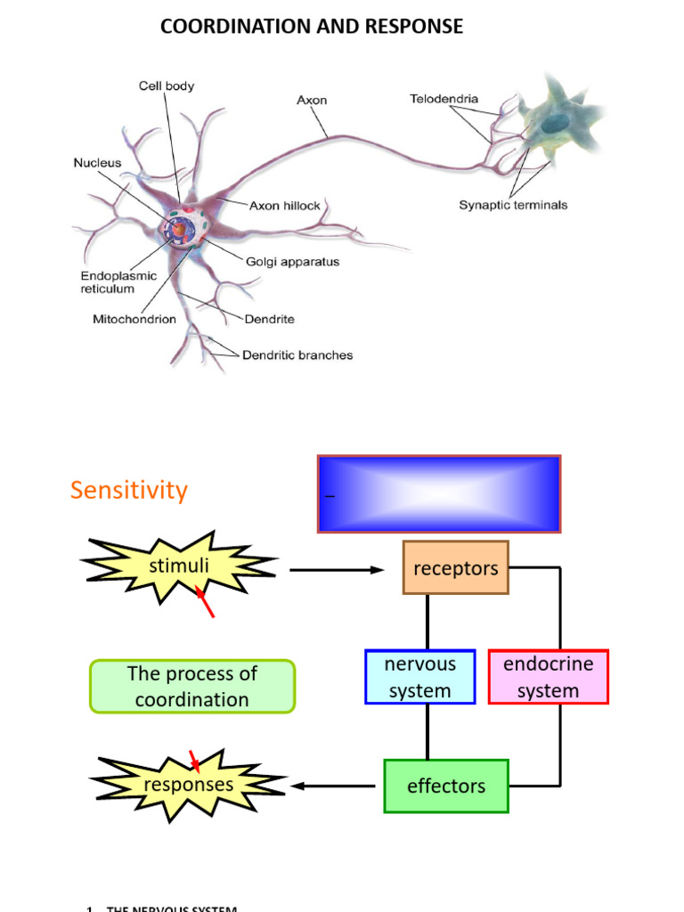 Coordination&response | PDF | Neuron | Synapse