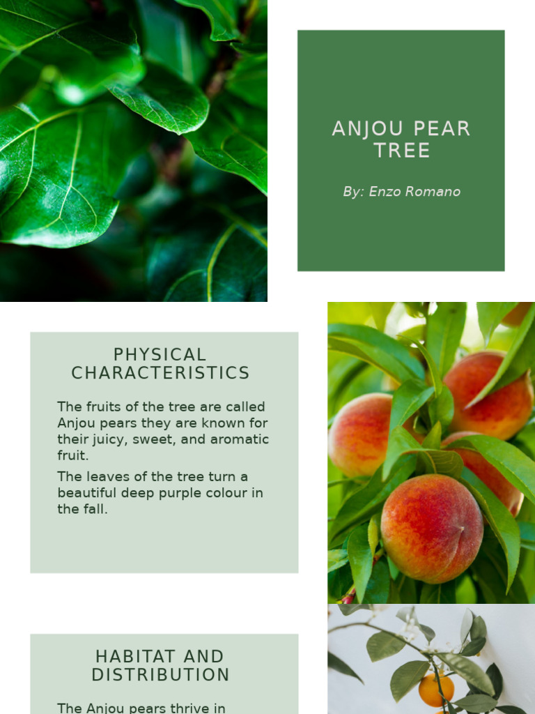 Anjou Pear Tree by Enzo Romano | PDF