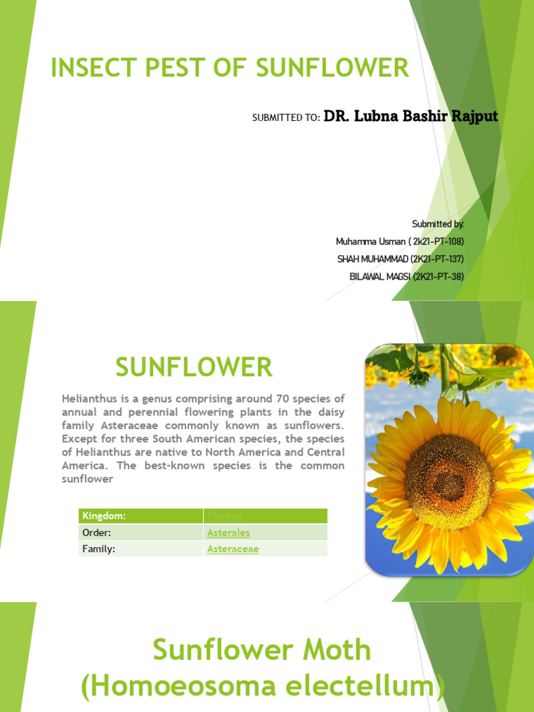 Sunflower Major Insect Pests. | PDF | Insects | Beetle