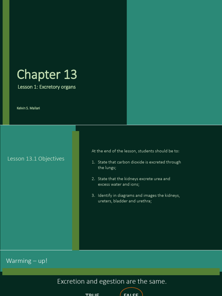 Chapter 13 Lesson 1 Excretory Organs | PDF | Excretion | Urinary System