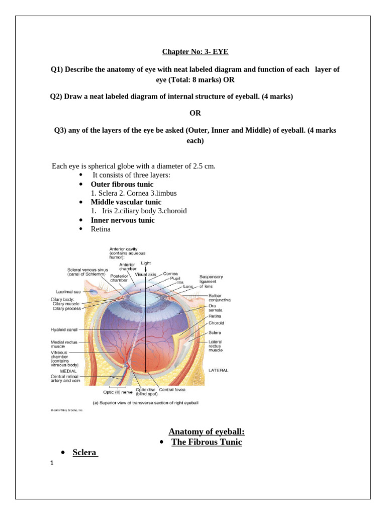 Anatomy of eye | PDF | Retina | Human Eye