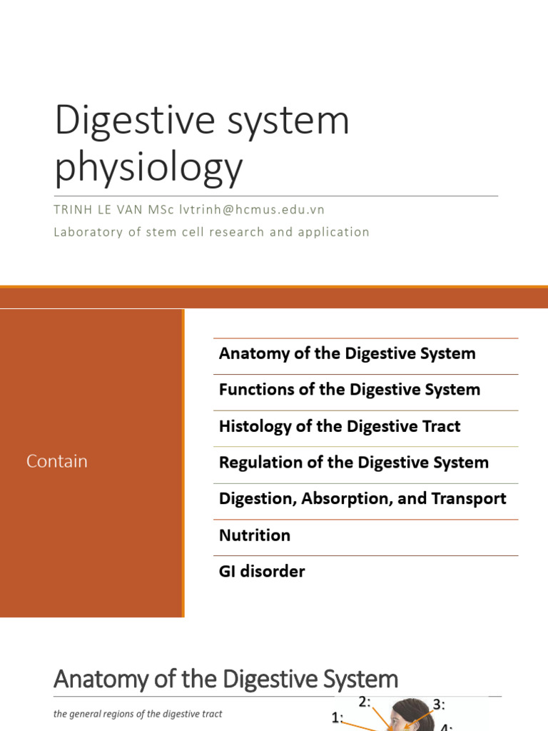 Digestive system physiology | PDF | Human Digestive System ...