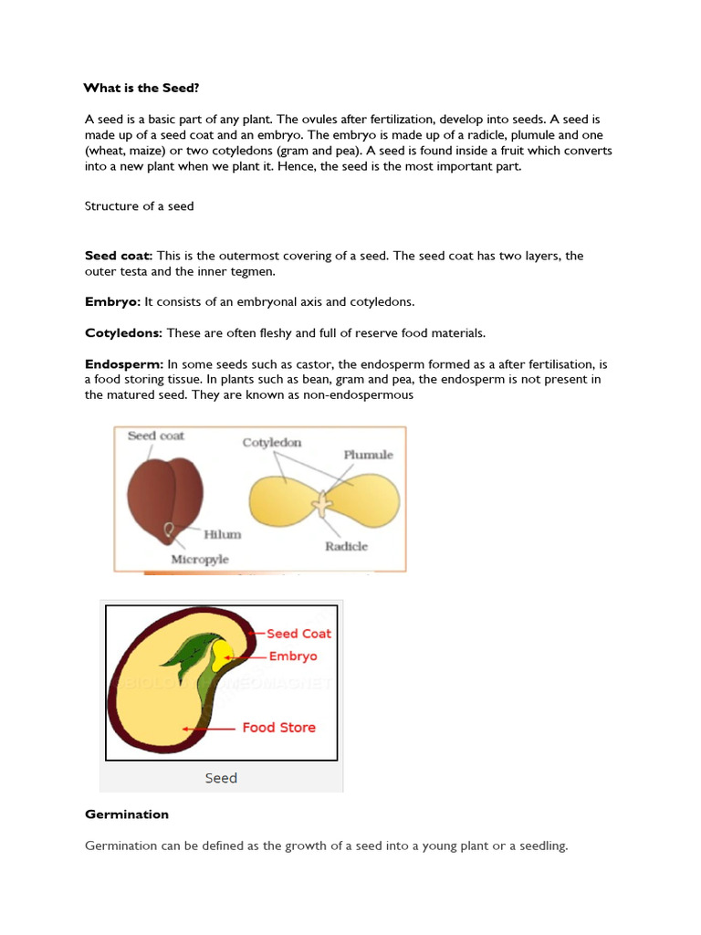 Seed and Germination Notes | PDF | Seed | Germination