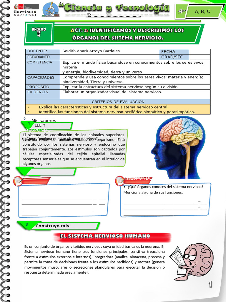 Ficha Identificamos Los Organos Nerviosos-u7-s5-4ºcyt (1) | PDF | Sistema nervioso | Neurociencia