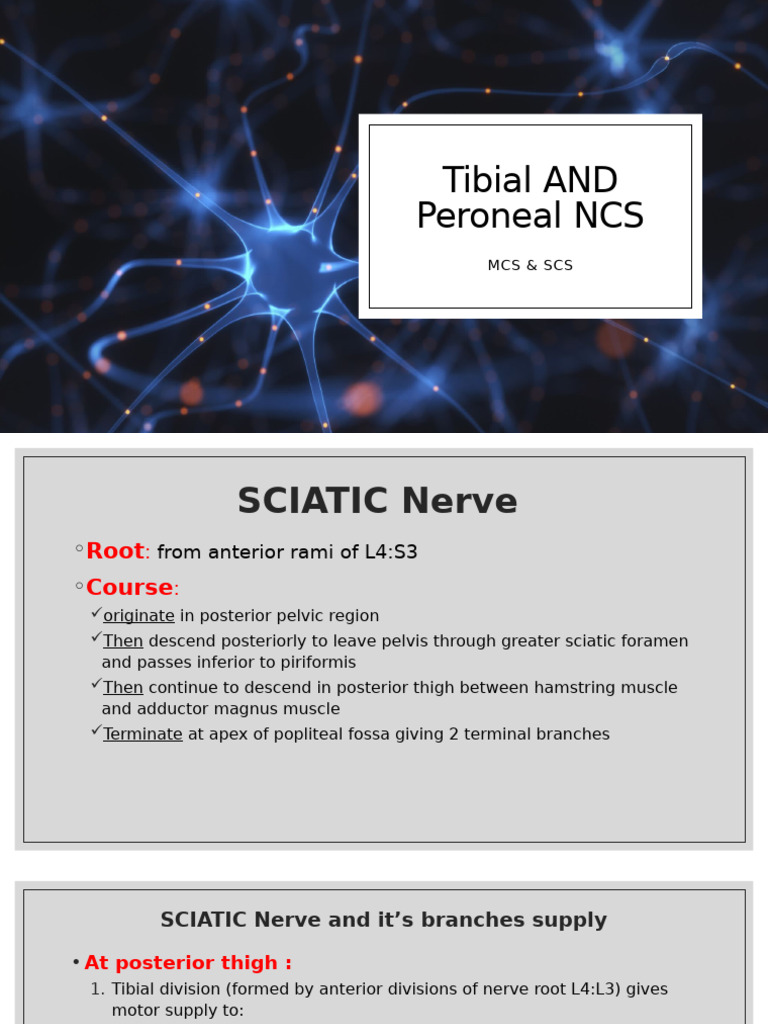 Tibial and Peroneal NCS | PDF | Human Leg | Foot