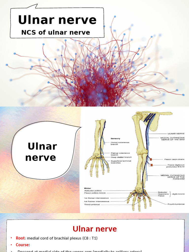 Ulnar Nerve | PDF | Hand | Elbow