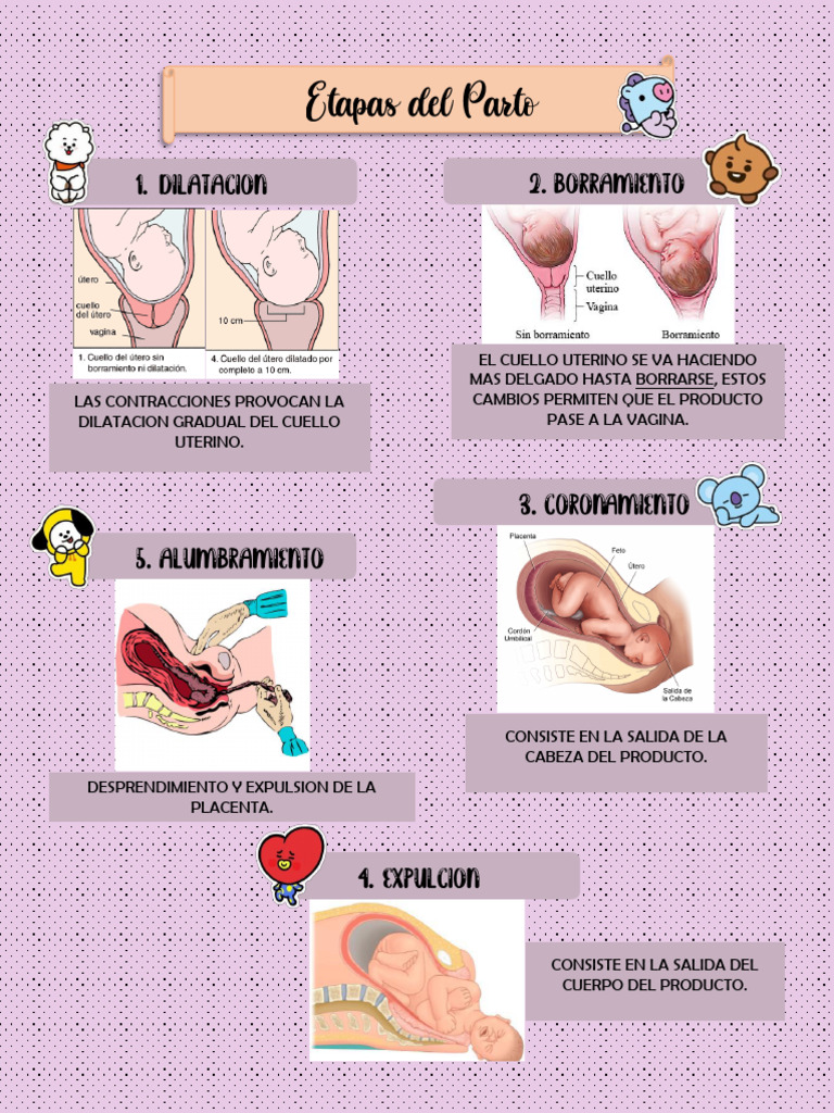 Etapas Del Parto | PDF