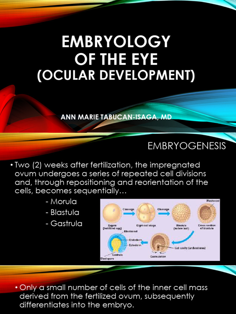 Embryology of eye | PDF | Retina | Anatomy