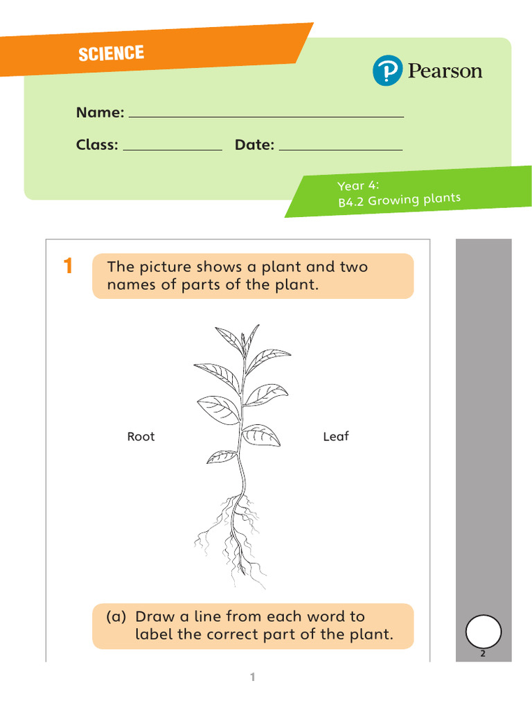 Ip - PT - Ip - Science - Y4 - GP - Revision | PDF | Plants | Root