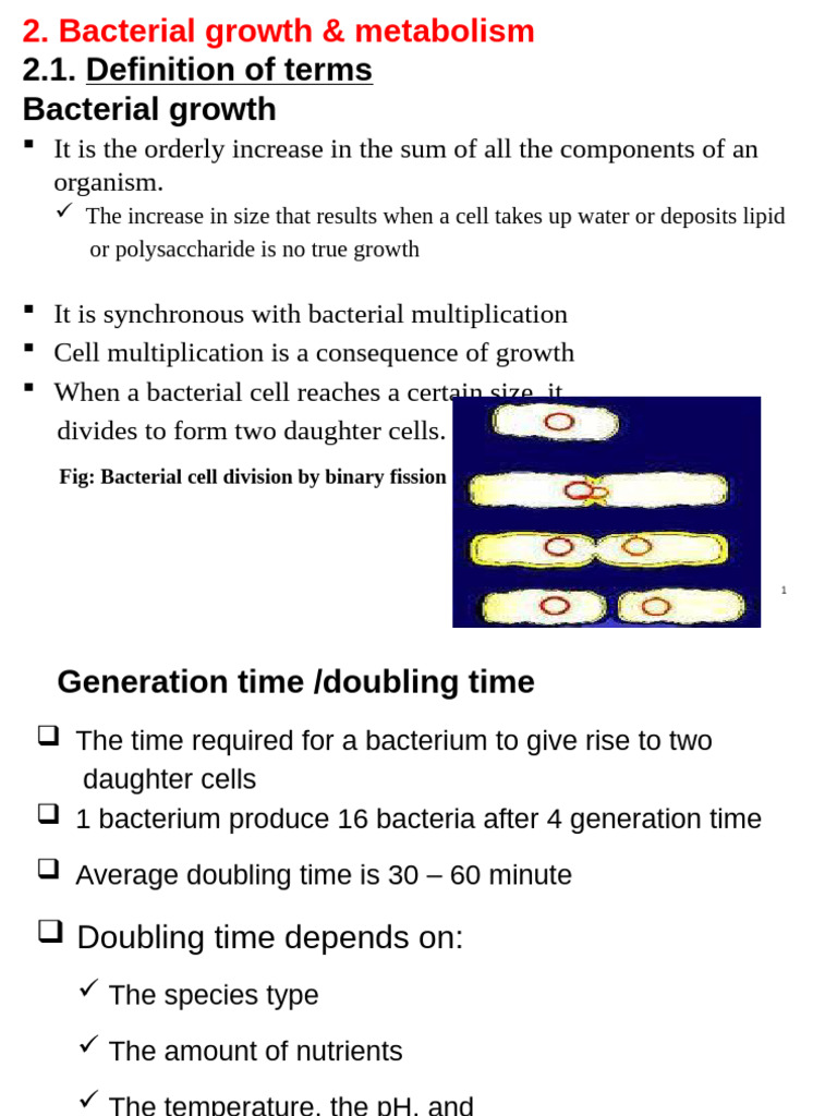 Bacteriology 2 | PDF | Bacteria | Cellular Respiration