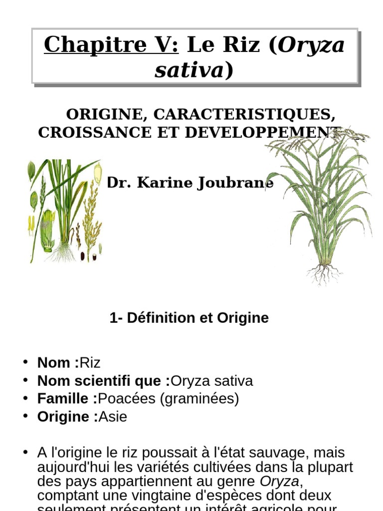 Chapitre 5 - Riz | PDF | Riz | Céréale