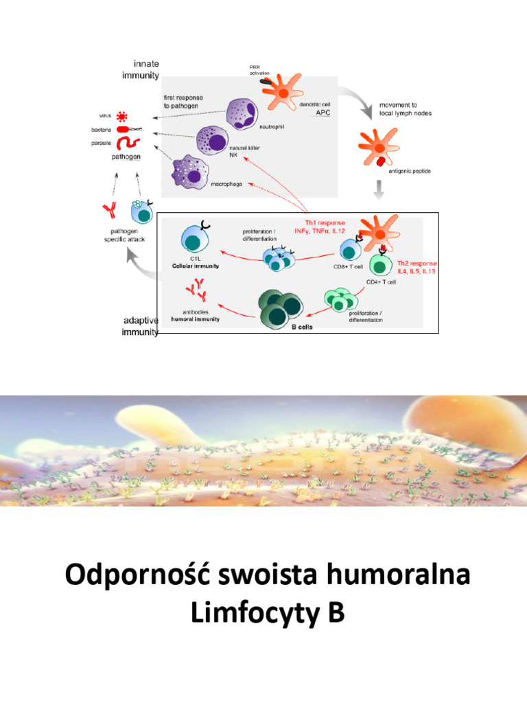 Limfocyty B I Przeciwciala | PDF
