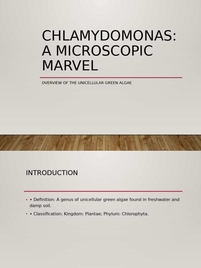 Chlamydomonas: Unicellular Green Algae Insights | PDF