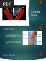 Cubital Fossa Anatomy Overview | PDF | Arm | Human Anatomy