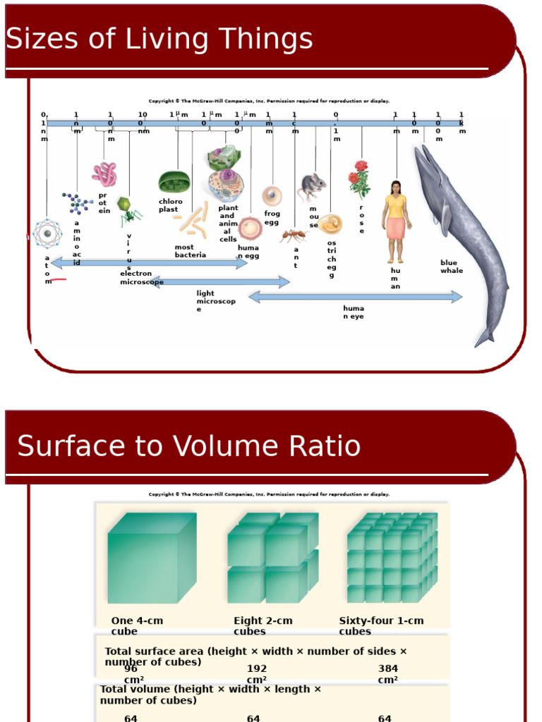 A level cells | PDF | Endoplasmic Reticulum | Anatomy