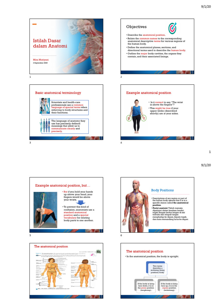 Anatomical Planes and Positions Explained | PDF | Anatomical Terms Of ...