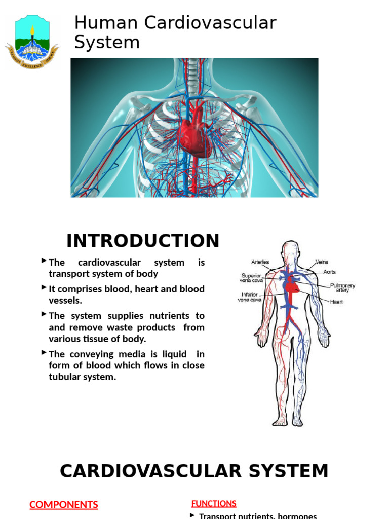 Cardiovascular System | PDF | Atrium (Heart) | Heart
