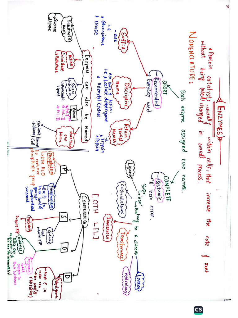 enzymes notes | PDF