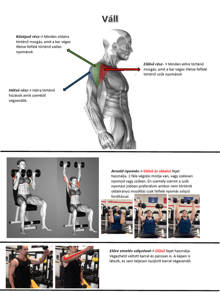 Váll Edzés | PDF